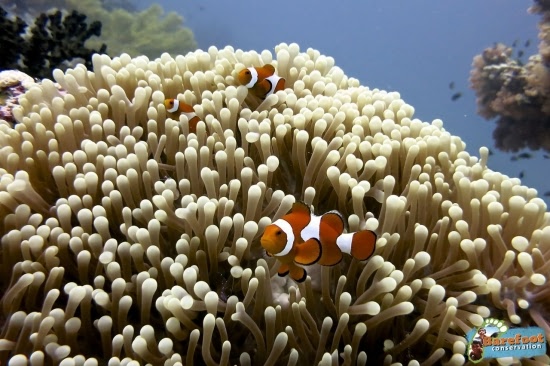 Anemone Fish of Raja Ampat... - Barefoot Conservation